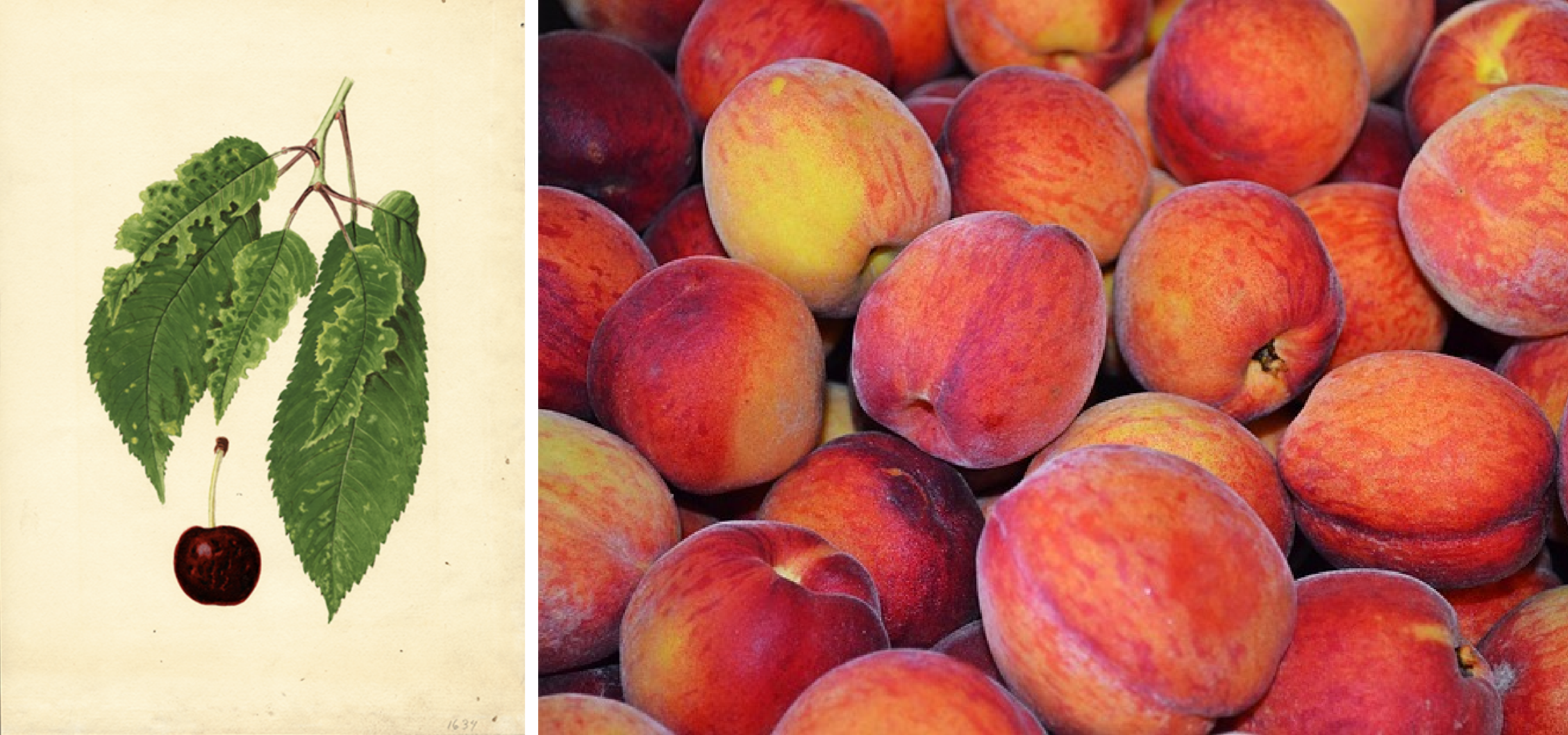 Lue Gim Gong, Citrus Wizard, Florida state history, Asian American ...
